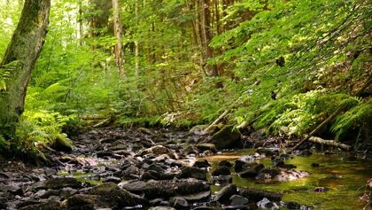 NaturErlebnisTag 2019 - Frühlingsspaziergang im Fürstenwald bei ...